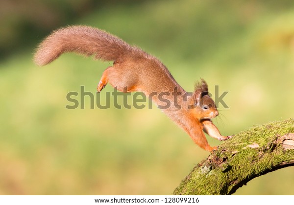 Red Squirrel Jumping Stock Photo 128099216 | Shutterstock