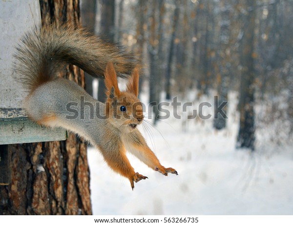 Red Squirrel Jumps Tree Stock Photo 563266735 | Shutterstock
