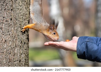 139,411 Furry tree Images, Stock Photos & Vectors | Shutterstock