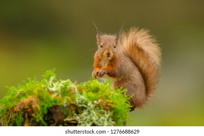 403 Squirrel tongue out Images, Stock Photos & Vectors | Shutterstock