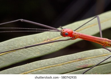54 Mossy stick insect Images, Stock Photos & Vectors | Shutterstock