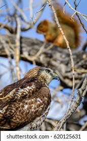 89 Surprised hawk Images, Stock Photos & Vectors | Shutterstock