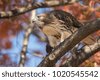 361,479 Hawk Royalty-Free Images, Stock Photos & Pictures | Shutterstock