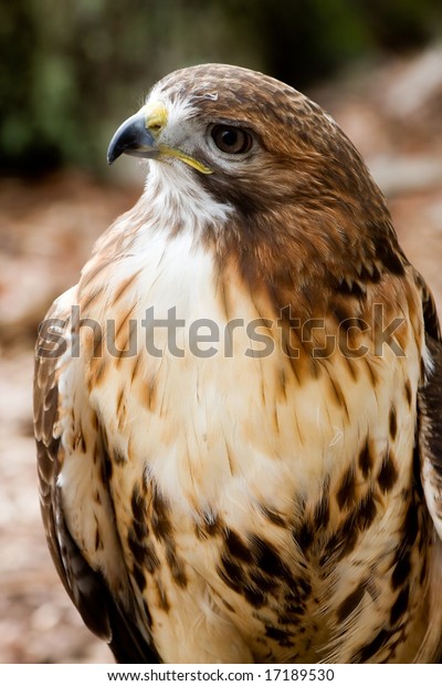 Red Tailed Hawk Front View Stock Photo (Edit Now) 17189530