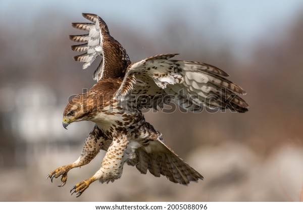 Red Tailed Hawk Going Kill Stock Photo (Edit Now) 2005088096