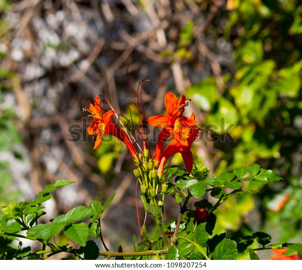 Red Tecoma Capensis Common Name Cape Stock Photo (Edit Now) 1098207254