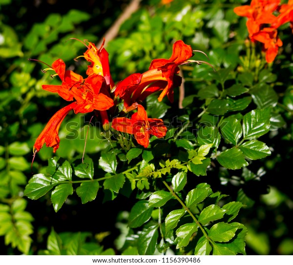 Red Tecoma Capensis Common Name Cape Stock Photo (Edit Now) 1156390486