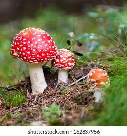 Red Toadstool Forest Stock Photo 162837956 | Shutterstock