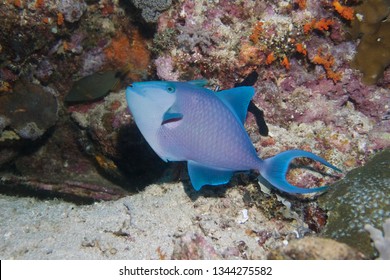 229 Red tooth triggerfish Images, Stock Photos & Vectors | Shutterstock