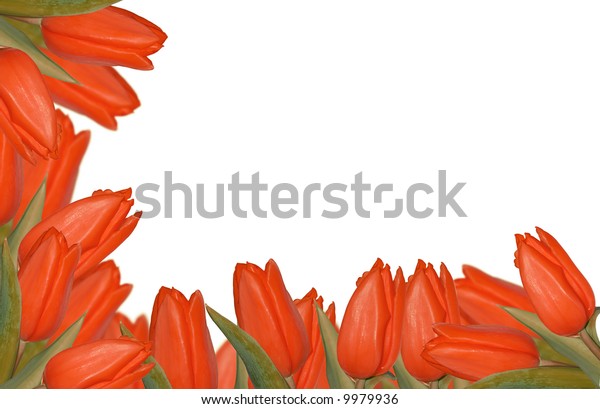 Red Tulips Border Stock Photo 9979936 | Shutterstock