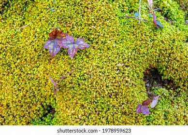 2,462 Lobe falls Images, Stock Photos & Vectors | Shutterstock