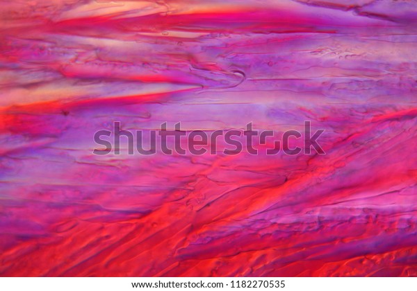 Red Wine Under Microscope Tempranillo Photo Stock Photo 1182270535 ...