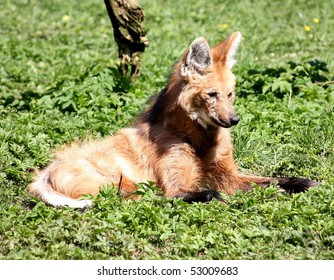 Red Wolf Stock Photo 53009683 | Shutterstock