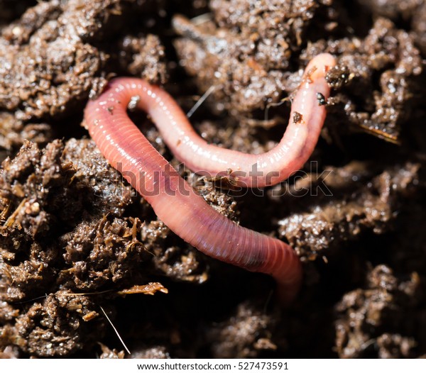 Photo de stock vers rouges en compost. macro 527473591 | Shutterstock