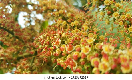 Red Yellow Tiny Matoa Pometia Pinnata Stock Photo 1925692829 | Shutterstock