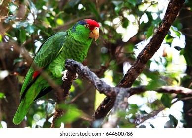 487 Red Crowned Amazon Images, Stock Photos & Vectors | Shutterstock