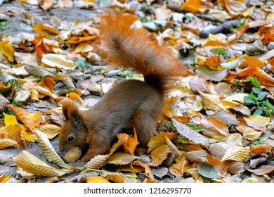 892 Squirrel digging Images, Stock Photos & Vectors | Shutterstock