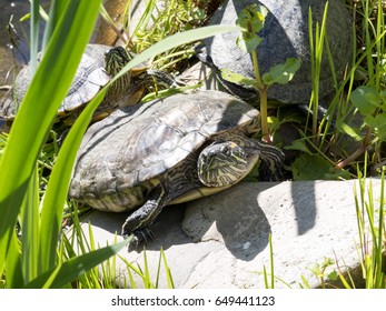 Redeared Slider Trachemys Scripta Elegans Invasive Stock Photo ...