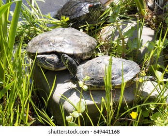 Redeared Slider Trachemys Scripta Elegans Invasive Stock Photo ...