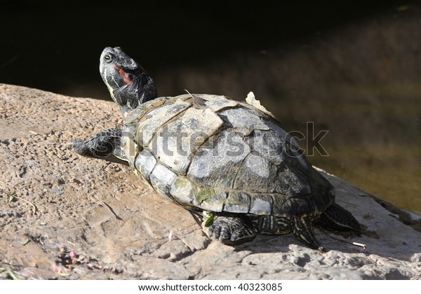 Redeared Slider Turtle Peeling Shell Basking Stock Photo 40323085 ...