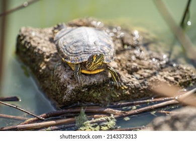 2,805 imágenes de Trachemys scripta elegans - Imágenes, fotos y ...