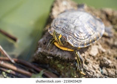 2,805 imágenes de Trachemys scripta elegans - Imágenes, fotos y ...