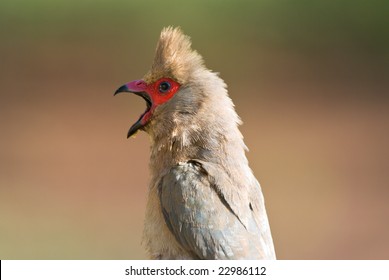 Redfaced Mousebird Aggression Pose Stock Photo 22986112 | Shutterstock