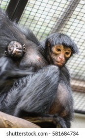 203 Red faced spider monkey Images, Stock Photos & Vectors | Shutterstock