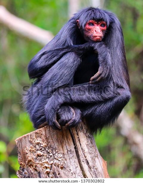 18.767 afbeeldingen voor Red face monkey: afbeeldingen, stockfoto‘s en ...