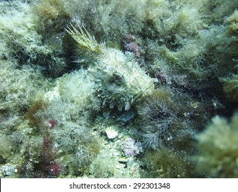 Redfish Stock Photo 292301348 | Shutterstock