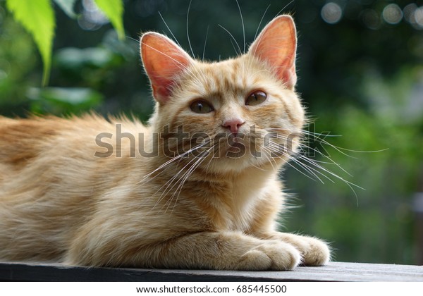 Redheaded Cat Stock Photo 685445500 | Shutterstock