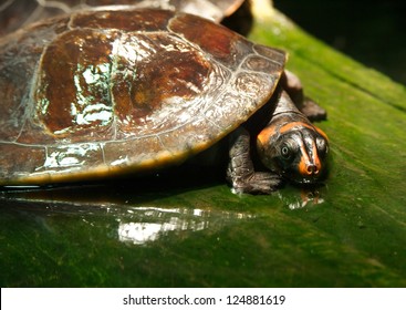 19,732 River turtle Images, Stock Photos & Vectors | Shutterstock