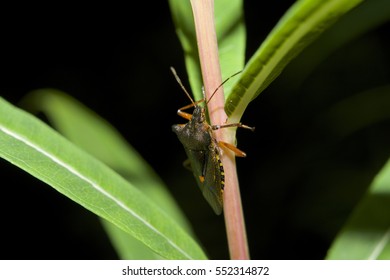 85 Sap feeders Images, Stock Photos & Vectors | Shutterstock