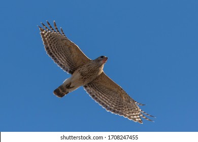 2,891 Red shouldered hawk Images, Stock Photos & Vectors | Shutterstock