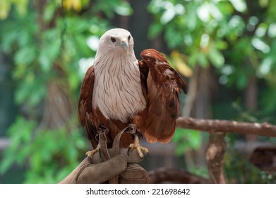 Filipino Eagle Pithecophaga Jefferyi Very Rare Stock Photo 181256243 ...
