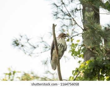 292 imágenes de Screeching hawk - Imágenes, fotos y vectores de stock ...
