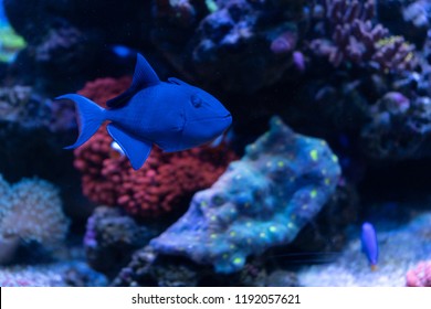 229 Red tooth triggerfish Images, Stock Photos & Vectors | Shutterstock