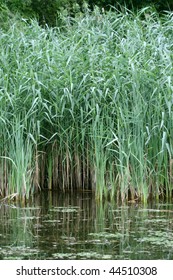 Reed Background Stock Photo 44510308 | Shutterstock