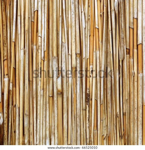 Reed Background Stock Photo (Edit Now) 66525010