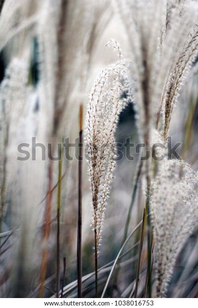 Reed Grass Fields Stock Photo (Edit Now) 1038016753