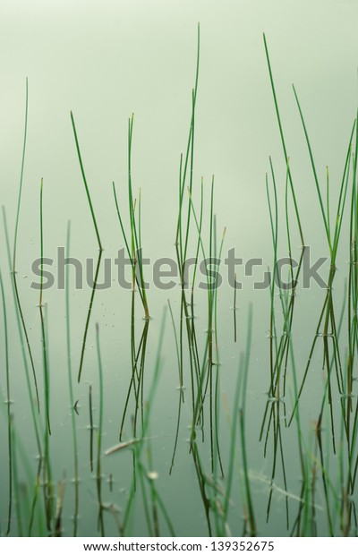 Reed Reflection Stock Photo 139352675 | Shutterstock