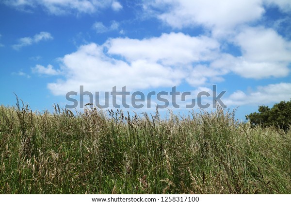 Reed Sky Background Stock Photo 1258317100 | Shutterstock