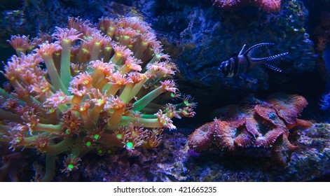 Reef Stock Photo 421665235 | Shutterstock