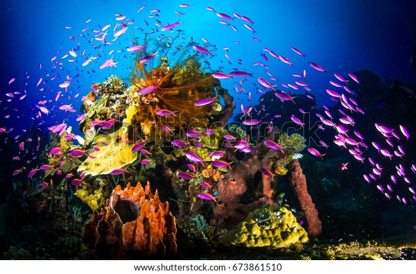 Photo de stock Le récif 673861510 | Shutterstock