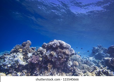 132 imagens de Paul reef Imagens, fotos stock e vetores | Shutterstock