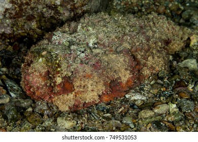 Reef Stonefish Stock Photo 749531053 | Shutterstock