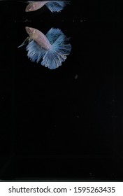 Reflection Betta Fish On Surface Water Stock Photo 1595263435 ...