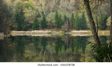 Reflection Pine Trees Lake Focus On Stock Photo 1541378738 | Shutterstock