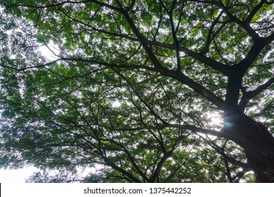 Reflection Under Tree Stock Photo 1375442252 | Shutterstock