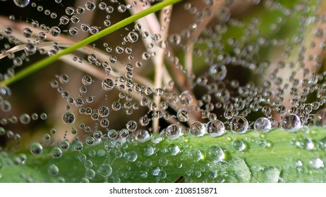 449 Tiny strands Images, Stock Photos & Vectors | Shutterstock